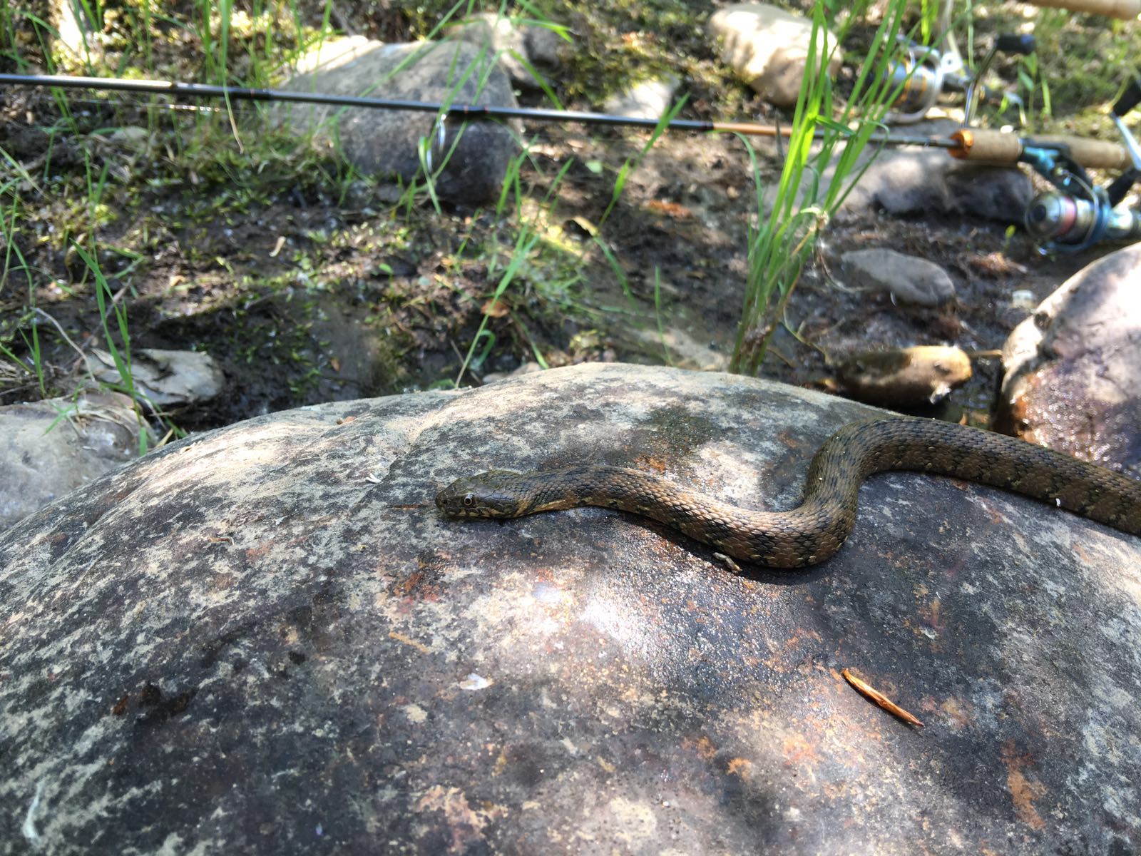 Encuentro en el Sorbe con la culebra viperina (Natrix maura)