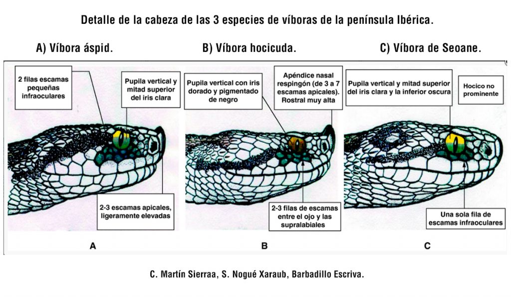 ⚠️ Víboras de España: Conoce a nuestras serpientes venenosas (2022)
