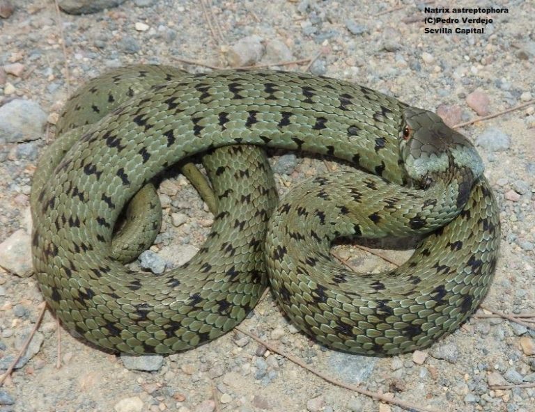 Encuentro en el Sorbe con la culebra viperina (Natrix maura)
