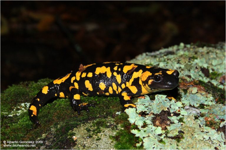 ¿Cuántas subespecies de salamandra común hay en la península ibérica?