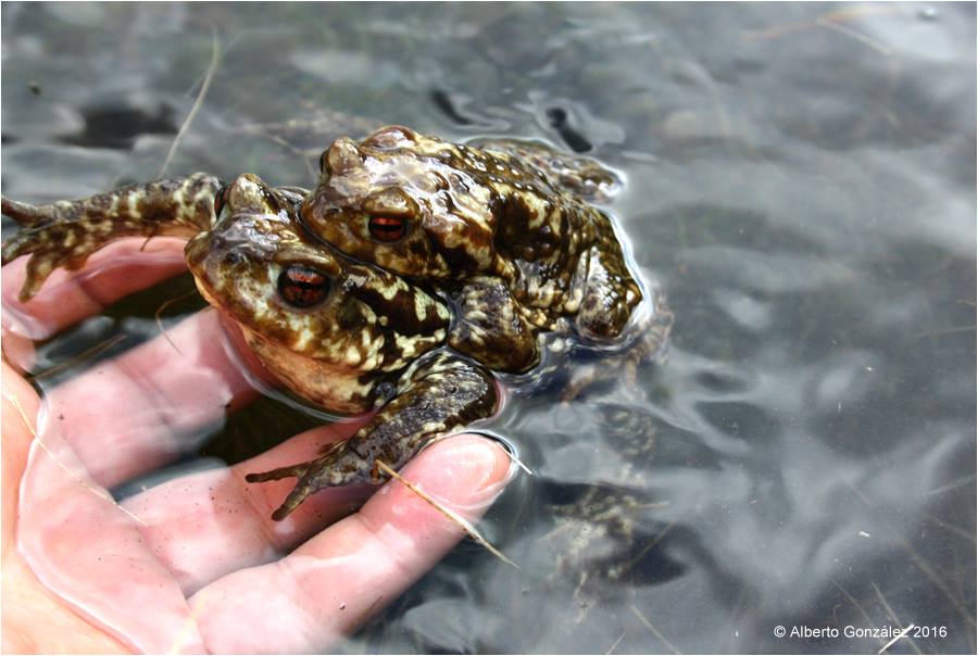 Salamandras y sapos en Gredos. Bicheando por el Parque Regional.