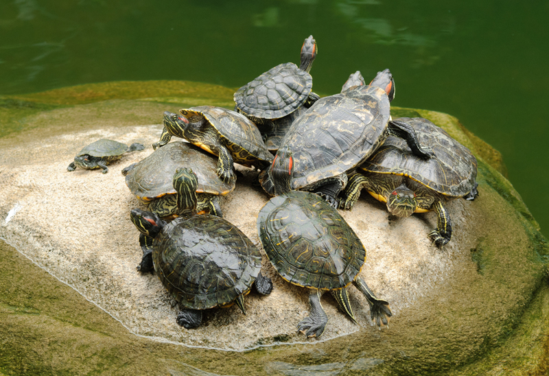 Especies invasoras de anfibios y reptiles en la Península Ibérica.