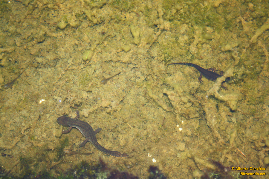 El tritón alpino en Madrid (Parque Nacional Sierra de Guadarrama)