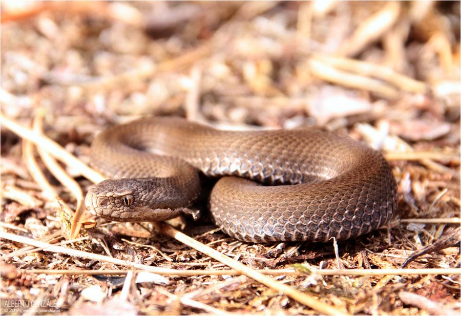 ⚠️ Víboras de España. Introducción a las especies ibéricas.