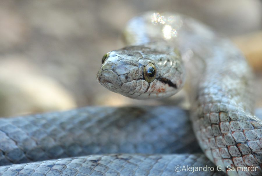 Las culebras de la Península Ibérica. Identificación y distribución
