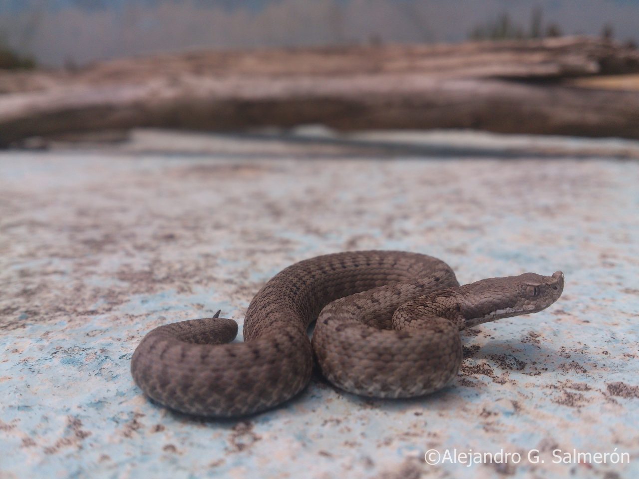 Víboras. Algunas cosas que deberías saber sobre nuestras especies