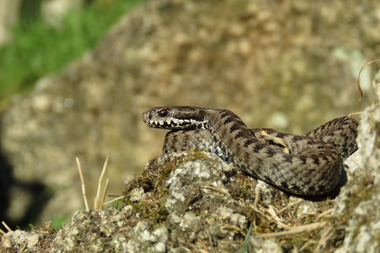 Víboras. Algunas cosas que deberías saber sobre nuestras especies