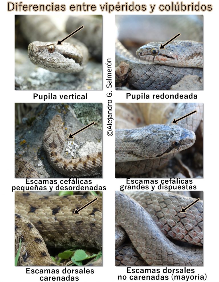 Víboras. Algunas cosas que deberías saber sobre nuestras especies