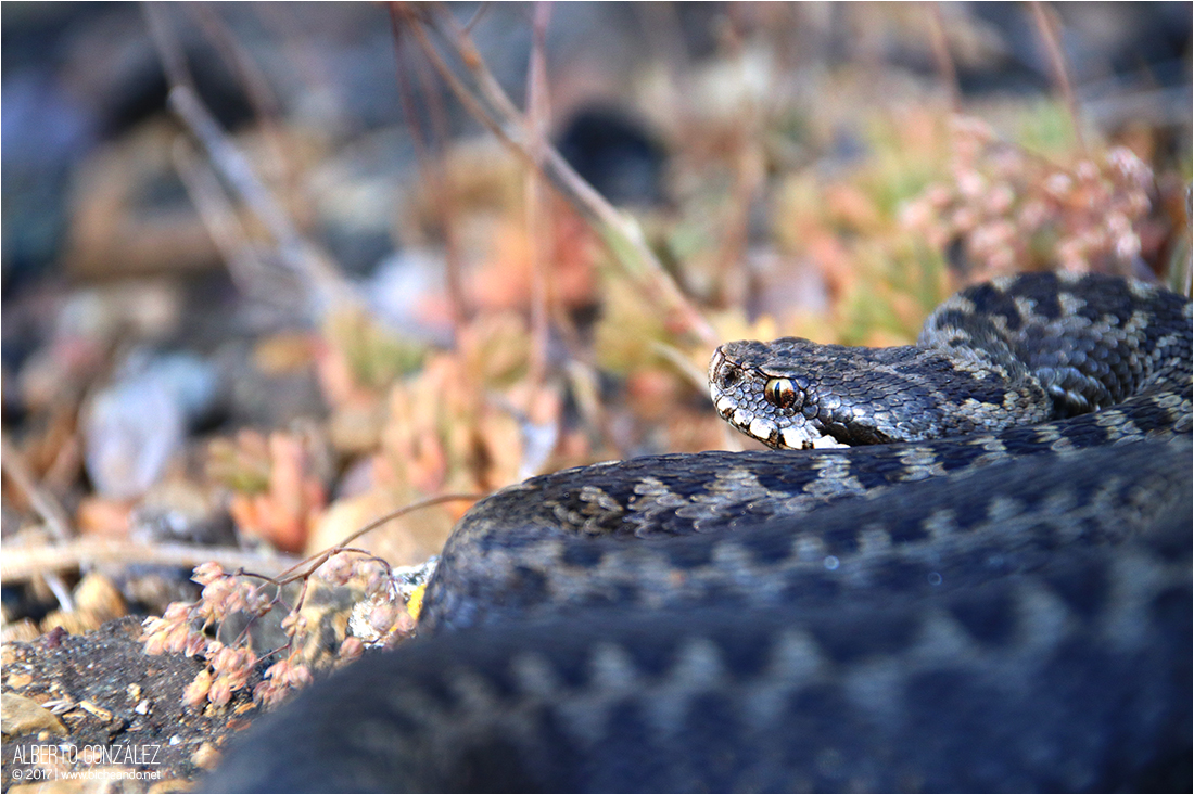 Víboras. Algunas cosas que deberías saber sobre nuestras especies