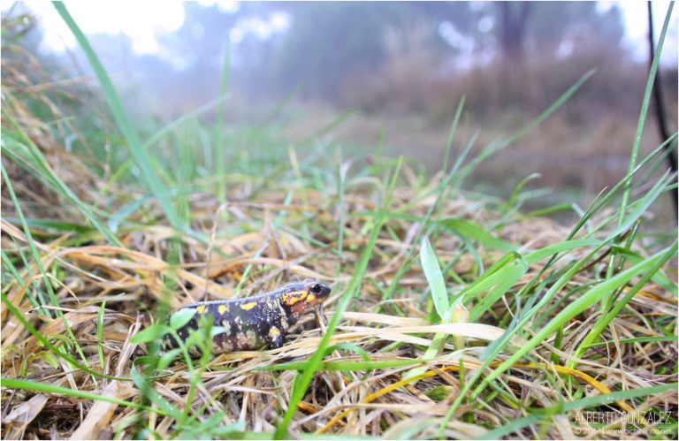 Introducción a la hibernación y brumación en anfibios y reptiles.
