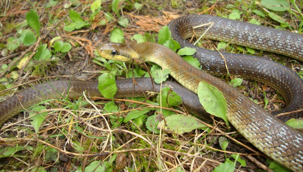 Las culebras de la Península Ibérica. Identificación y distribución