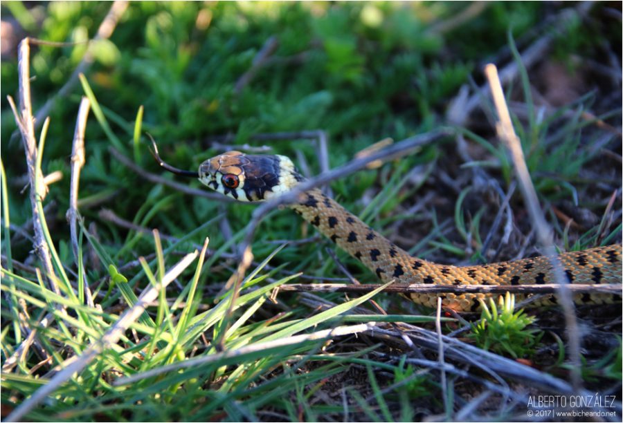 Las culebras de la Península Ibérica. Identificación y distribución
