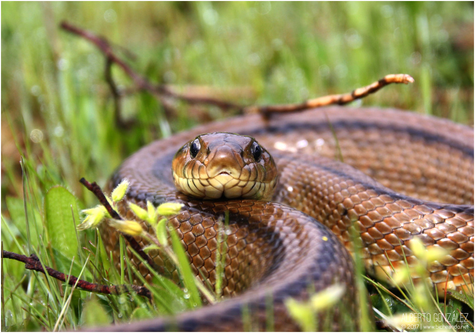 Las culebras de la Península Ibérica. Identificación y distribución.