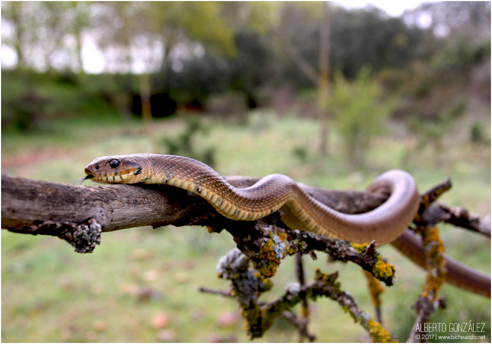 Las 10 especies de culebras de la Península Ibérica. Identificación y ...