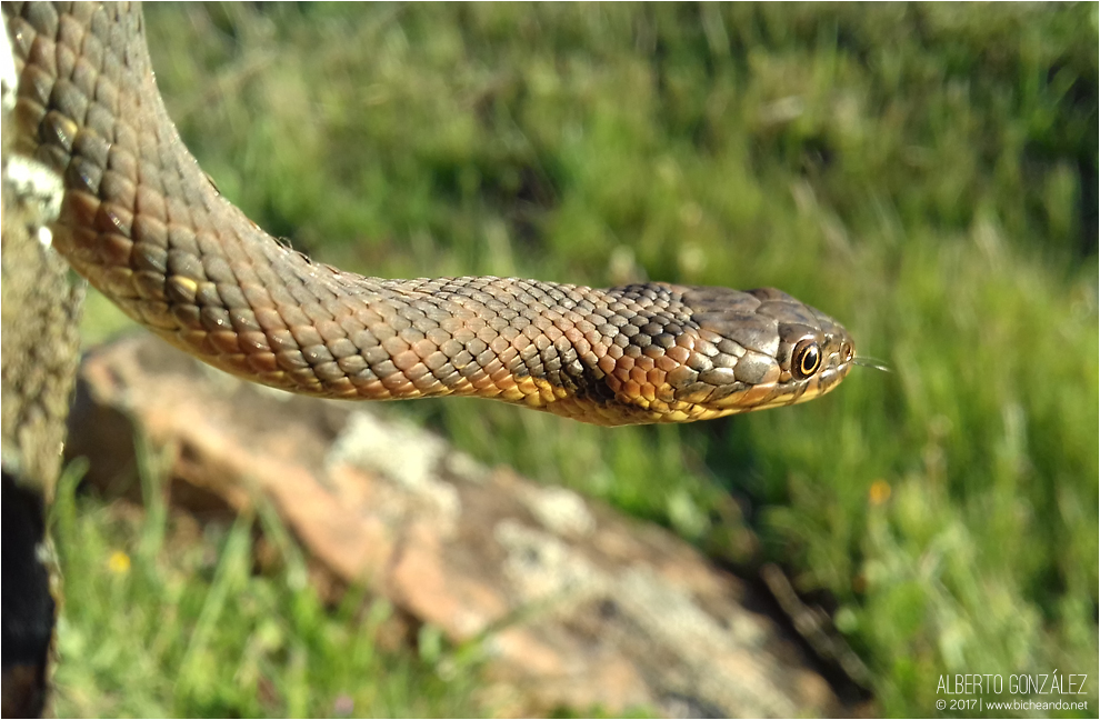 Las 10 especies de culebras de la Península Ibérica. Identificación y ...