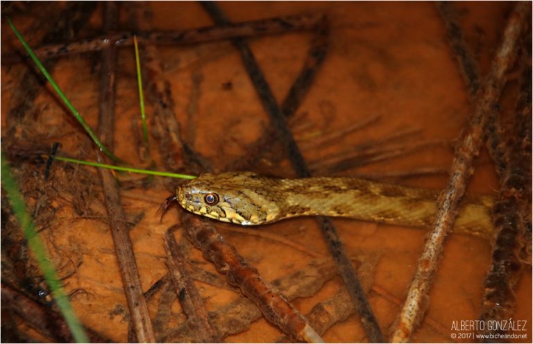 Las culebras de la Península Ibérica. Identificación y distribución.