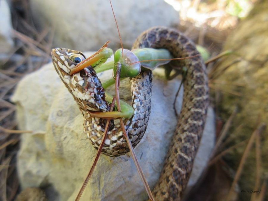 Las culebras de la Península Ibérica. Identificación y distribución