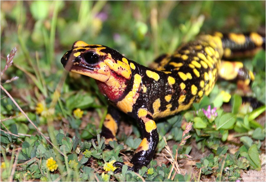 ¿Cuántas subespecies de salamandra común hay en la península ibérica?