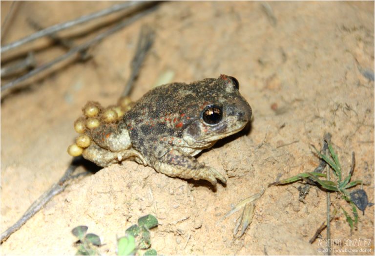 Introducción a la hibernación y brumación en anfibios y reptiles.