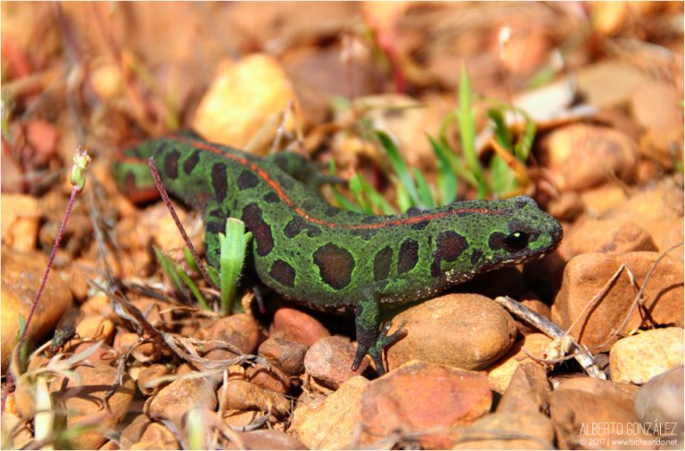 Conociendo a los anfibios de la Sierra de Guadarrama.