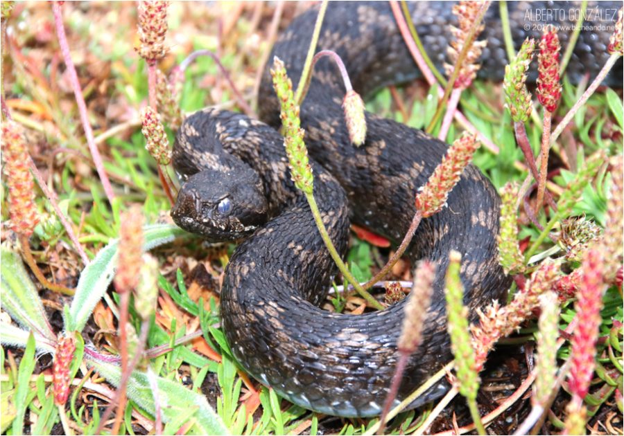 Reptiles de Portugal. Segundo viaje herpetológico a tierras lusas.