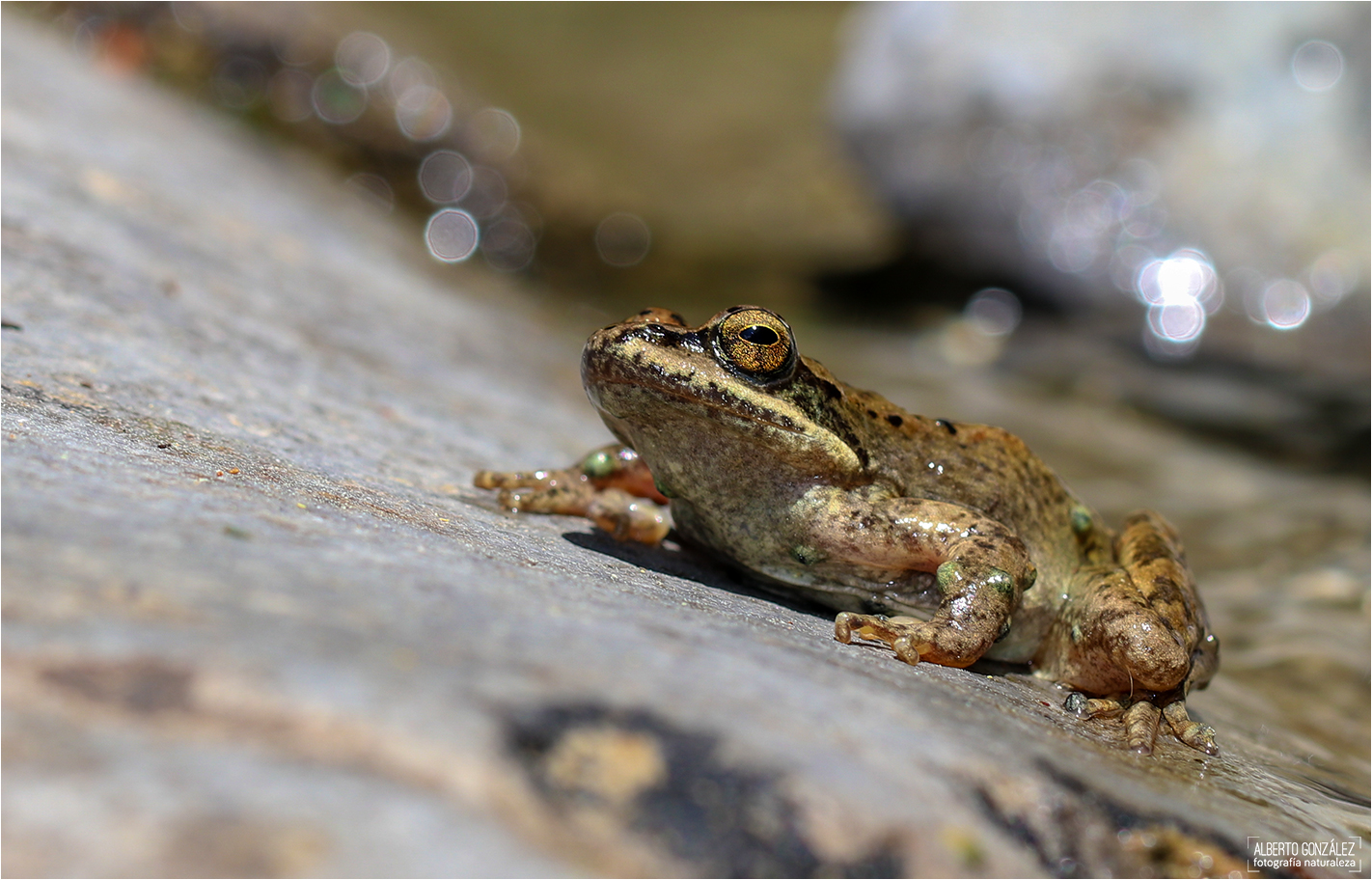 ¿Cuántas especies de anfibios hay en la Península Ibérica? (2021)