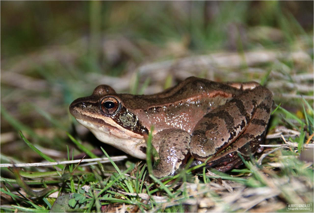 Claves para diferenciar las 4 ranas pardas de la Península Ibérica