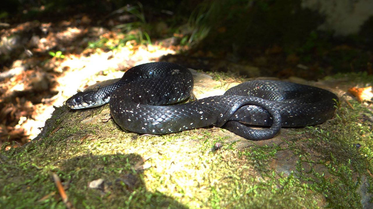 Las culebras de la Península Ibérica. Identificación y distribución