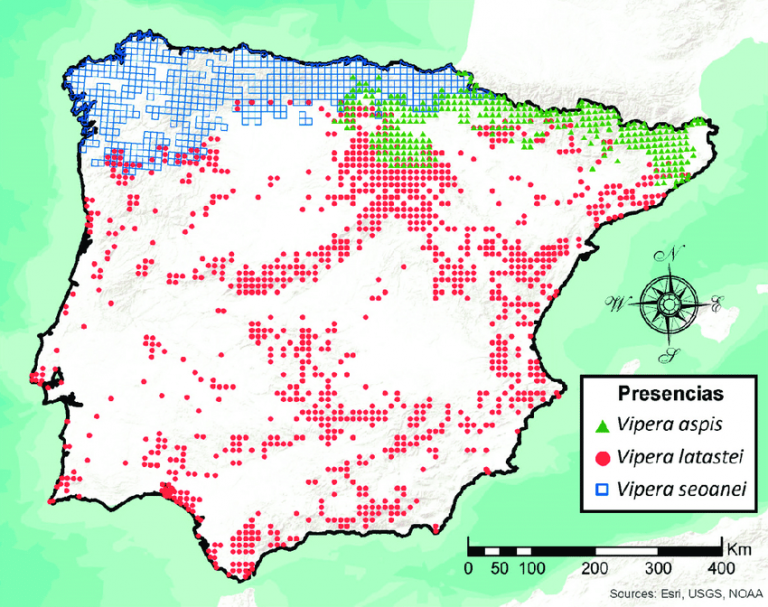 ⚠️ Víboras de España: Conoce a nuestras serpientes venenosas (2022)