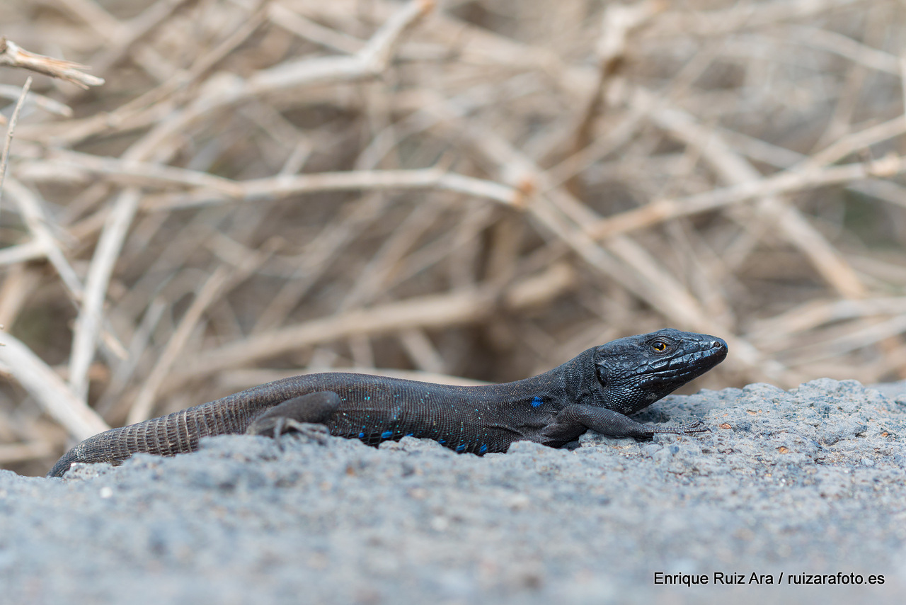 Los lagartos de la Península Ibérica, Canarias y Baleares