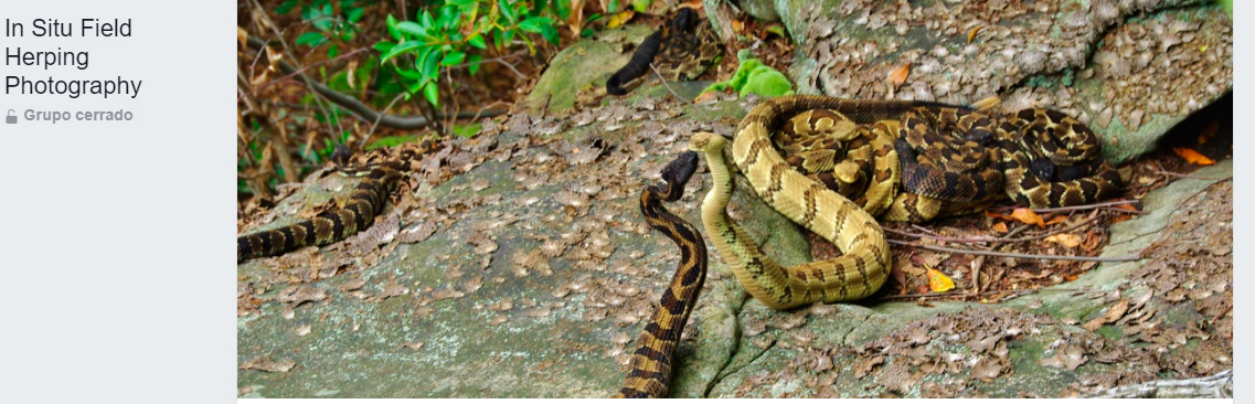 Las páginas de facebook sobre reptiles y anfibios que no puedes perderte.