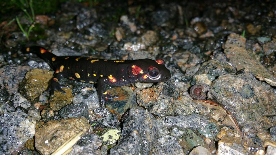 ¿Cuántas subespecies de salamandra común hay en la península ibérica?
