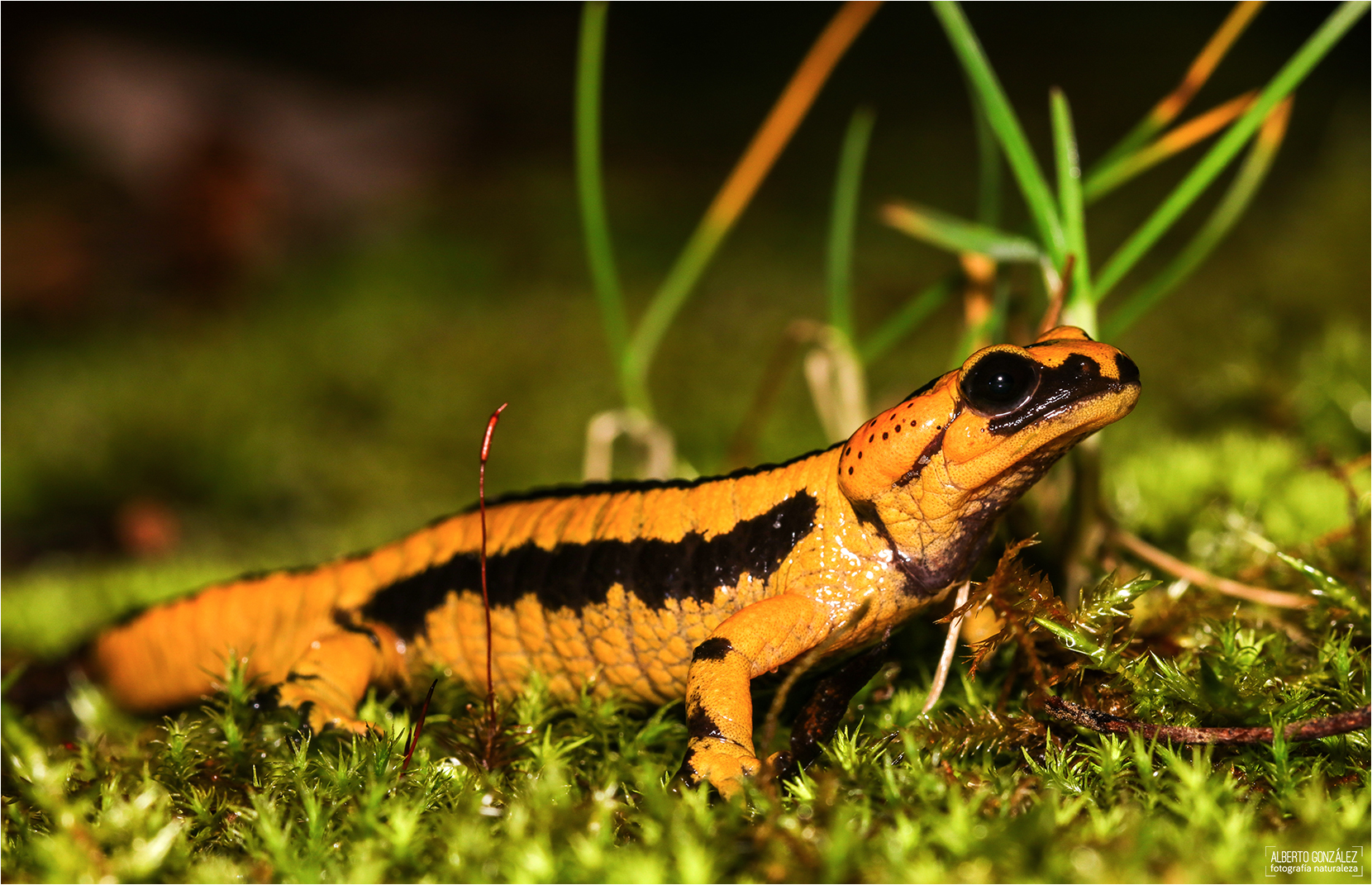 ¿Cuántas subespecies de salamandra común hay en la península ibérica?