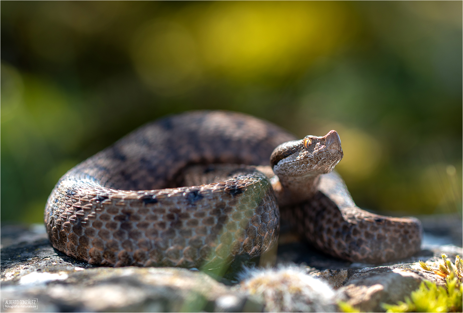 ⚠️ Víboras de España: Conoce a nuestras serpientes venenosas (2022)