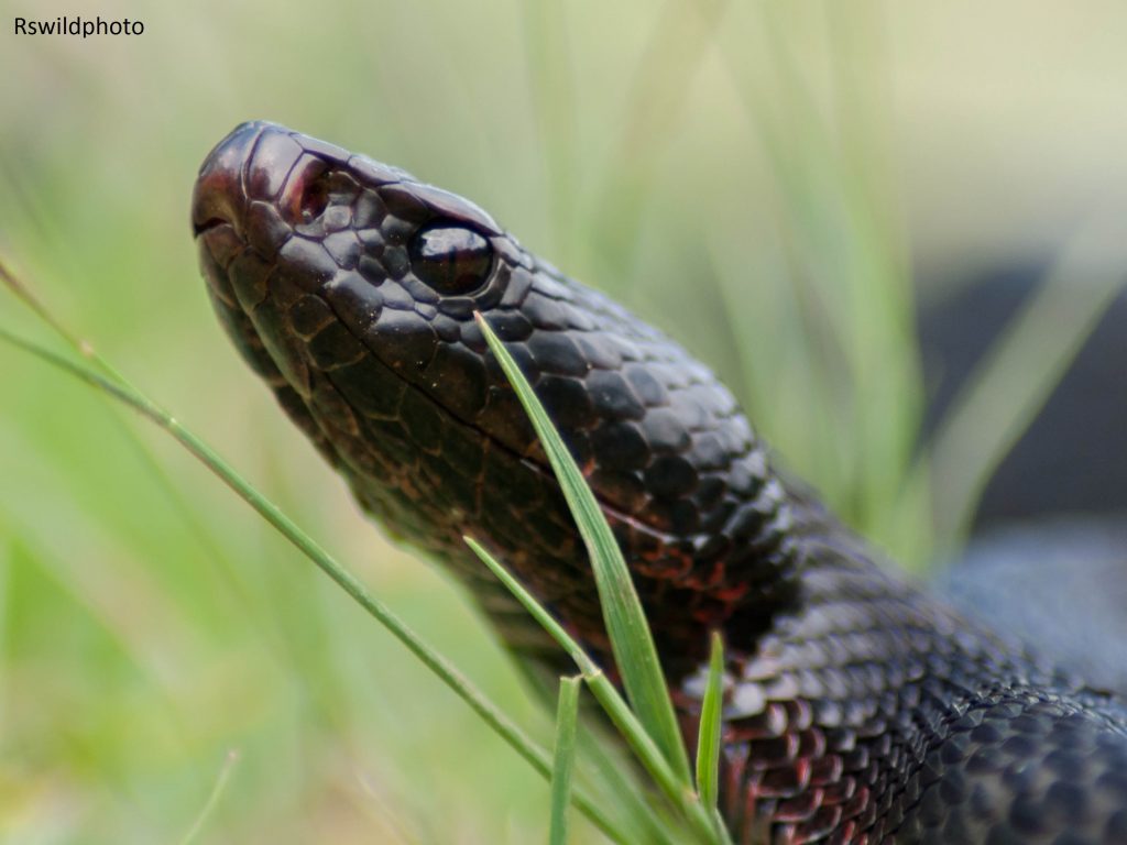 El melanismo en reptiles y anfibios de la Península ibérica.