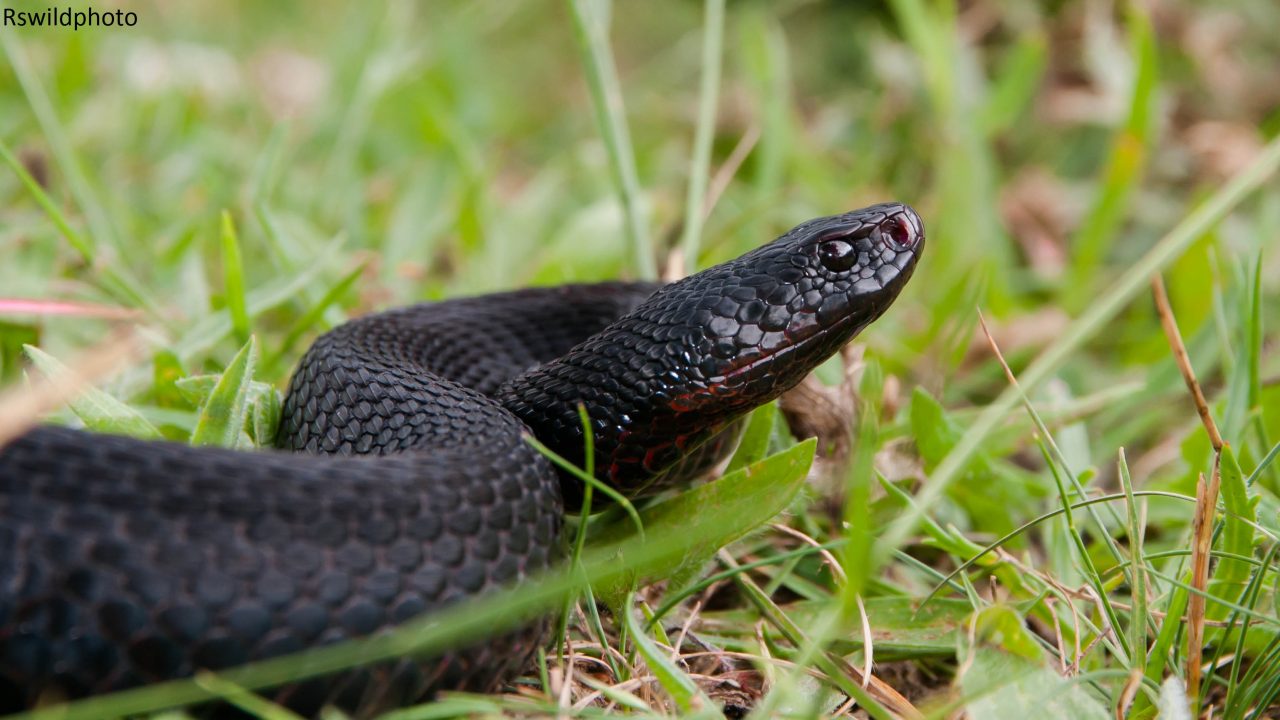 El melanismo en reptiles y anfibios de la Península ibérica.