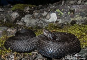 El melanismo en reptiles y anfibios de la Península ibérica.