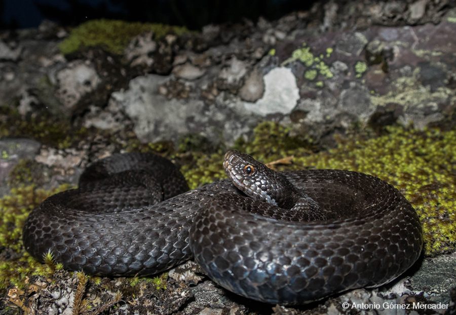 El melanismo en reptiles y anfibios de la Península ibérica.