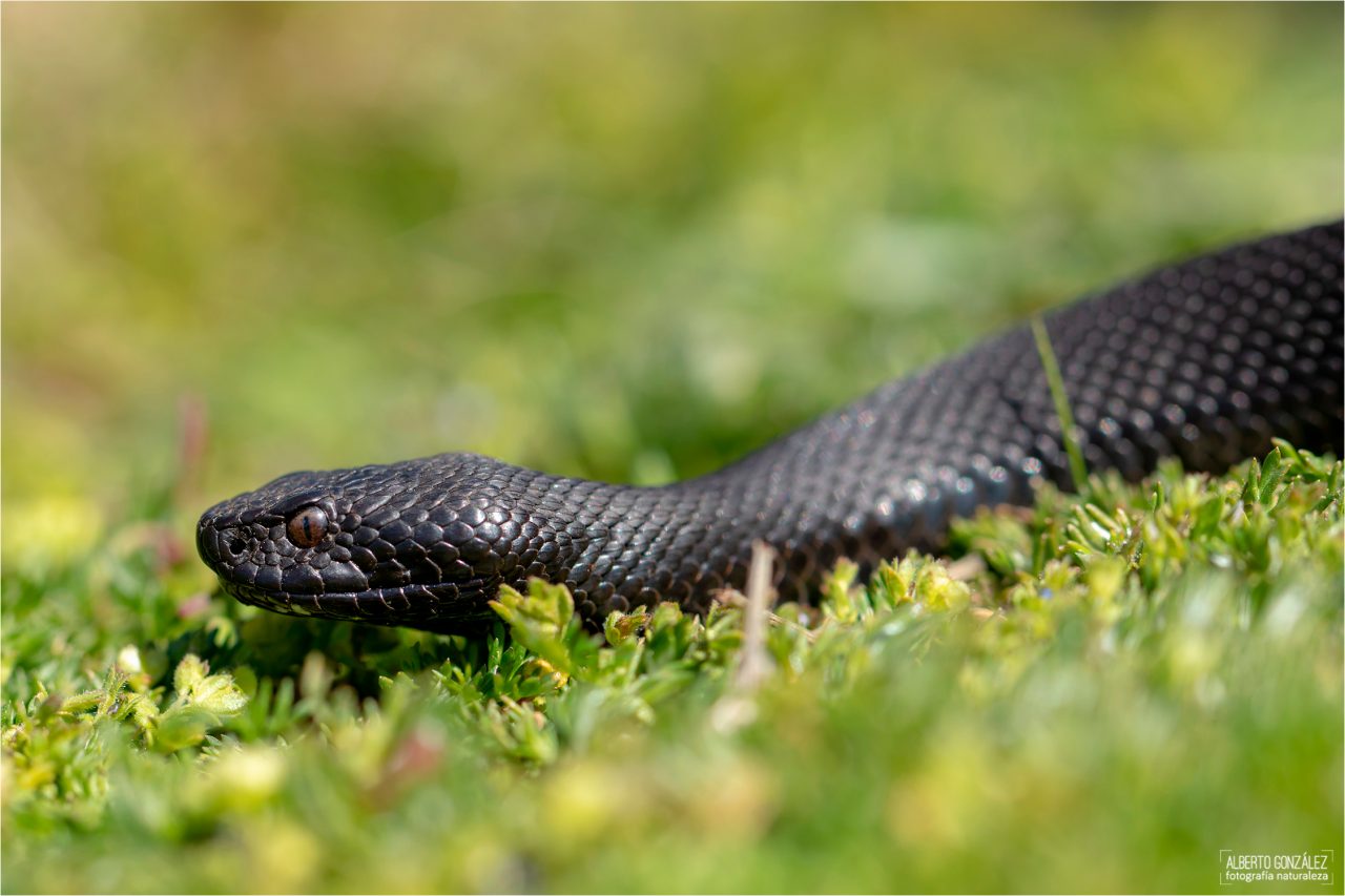 El melanismo en reptiles y anfibios de la Península ibérica.