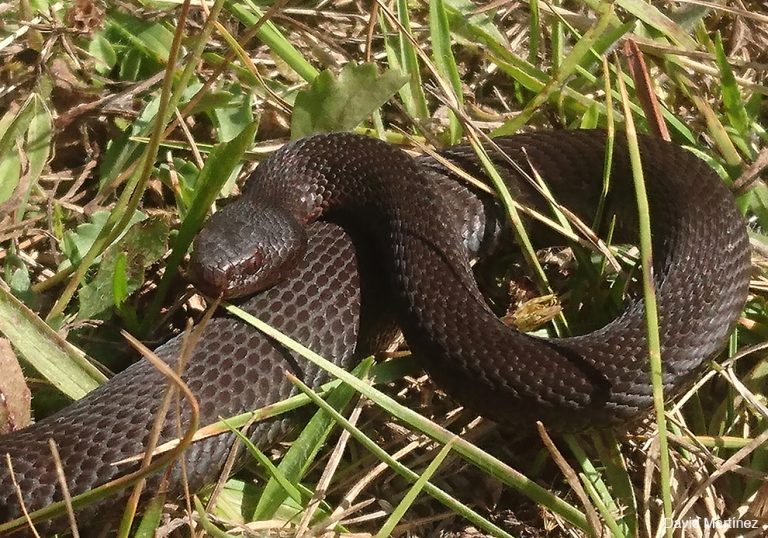 El melanismo en reptiles y anfibios de la Península ibérica.
