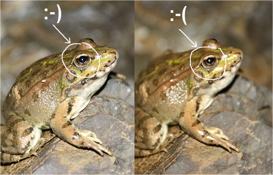 ? 10 consejos para mejorar tus fotografías de anfibios y reptiles. Parte I