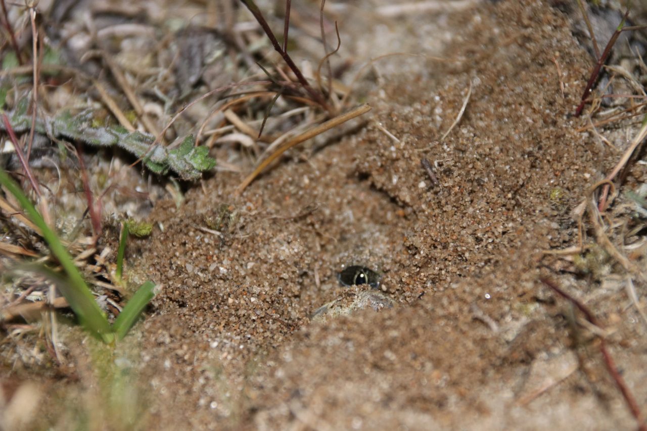 Introducción a la hibernación y brumación en anfibios y reptiles.
