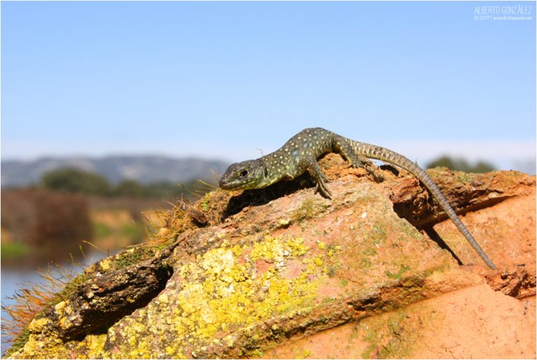 Introducción a la hibernación y brumación en anfibios y reptiles.