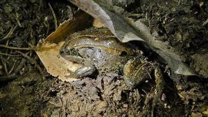 Introducción a la hibernación y brumación en anfibios y reptiles.