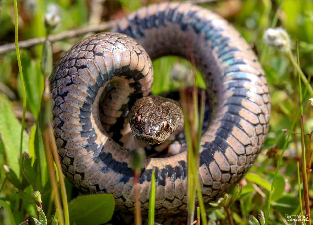Las culebras de la Península Ibérica. Identificación y distribución
