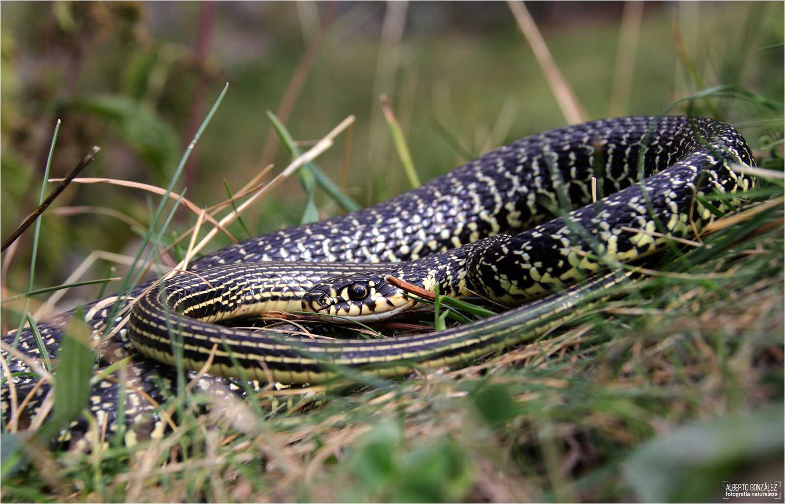 Las culebras de la Península Ibérica. Identificación y distribución
