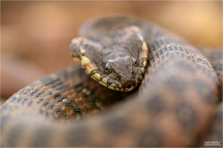 Las culebras de la Península Ibérica. Identificación y distribución