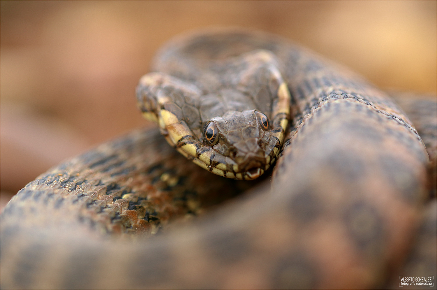 Las culebras de la Península Ibérica. Identificación y distribución