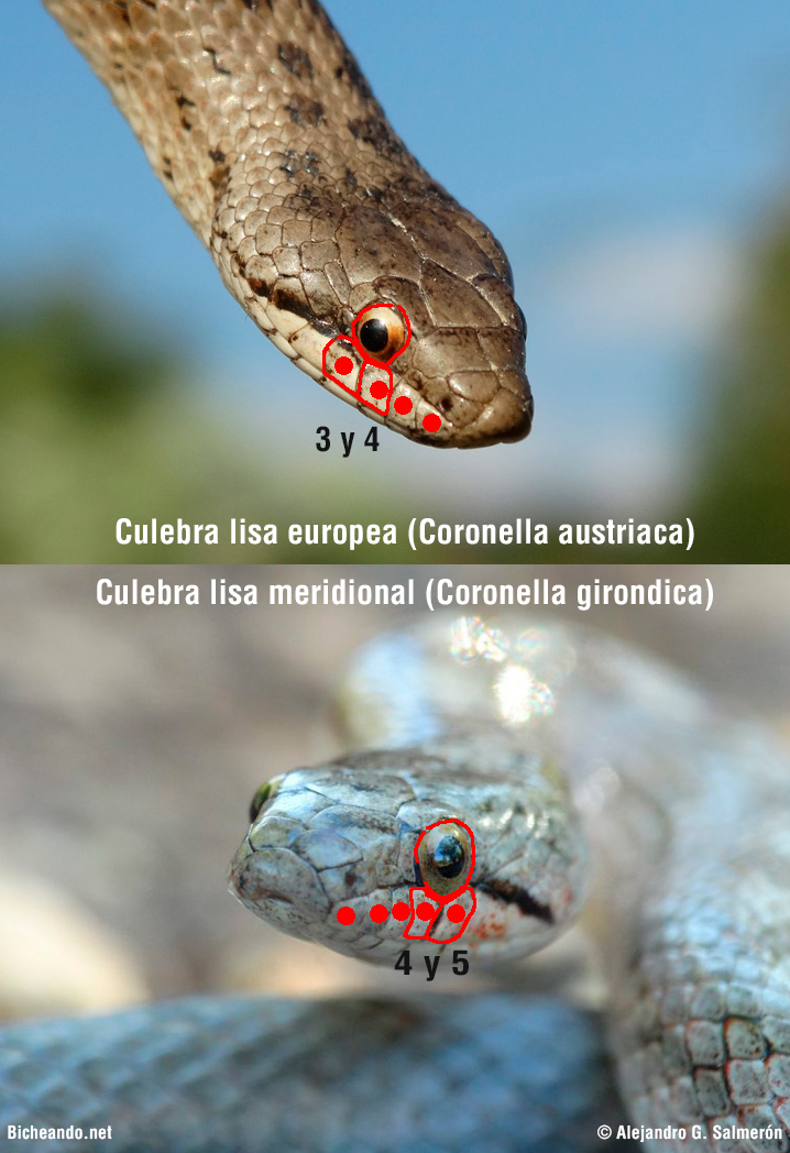 Las culebras de la Península Ibérica. Identificación y distribución