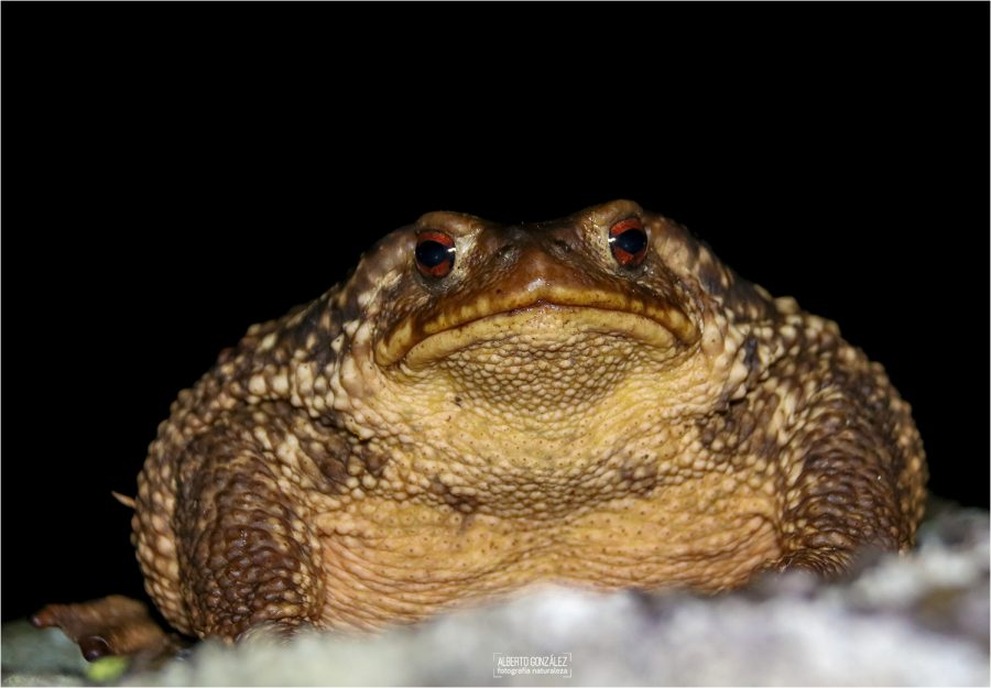 fotografía de anfibios
